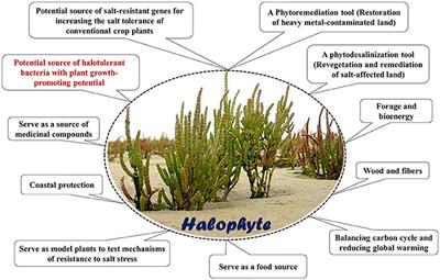 Frontiers | Mining Halophytes for Plant Growth-Promoting Halotolerant ...