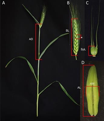 Frontiers | Anther Morphological Development and Stage Determination in ...