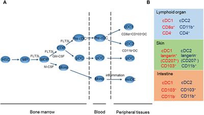 Frontiers | Mechanisms of Tolerance Induction by Dendritic Cells In Vivo