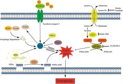 Frontiers | The Role of Ferroptosis in Cancer Development and Treatment ...
