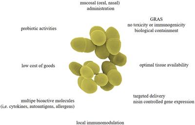 Frontiers | Lactococcus lactis As a Versatile Vehicle for Tolerogenic ...