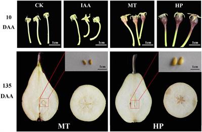 Frontiers | Melatonin Induces Parthenocarpy by Regulating Genes in ...