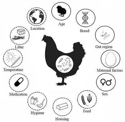 Frontiers | Host and Environmental Factors Affecting the Intestinal ...