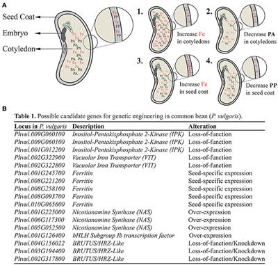 Frontiers | Common Bean Fe Biofortification Using Model Species' Lessons