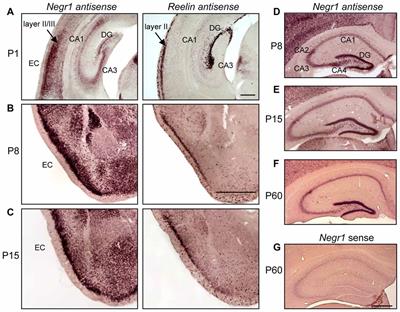 Frontiers | Neuronal Growth and Behavioral Alterations in Mice ...