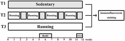 Frontiers | Effects of Voluntary Wheel-Running Types on Hippocampal ...