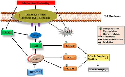Frontiers | Muscle Atrophy Induced by Mechanical Unloading: Mechanisms ...