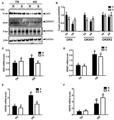 Frontiers | Acute Heat Stress Alters the Expression of Orexin System in ...