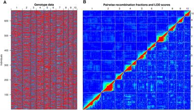 Frontiers | Identification and Fine-Mapping of a Major Maize Leaf Width ...
