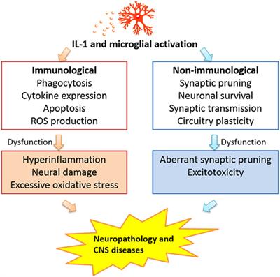 Frontiers | Microglia and CNS Interleukin-1: Beyond Immunological Concepts