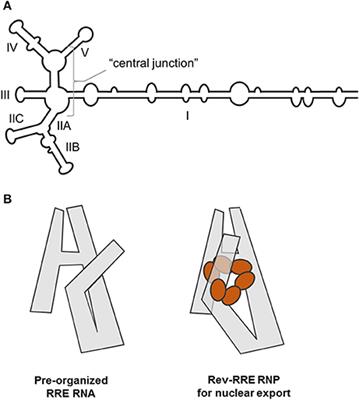 Frontiers | Probing the Structures of Viral RNA Regulatory Elements ...