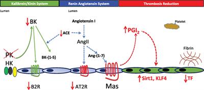 Frontiers | Plasma Prekallikrein: Its Role in Hereditary Angioedema and ...