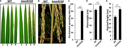 Frontiers | Mutation in Rice Abscisic Acid2 Results in Cell Death ...