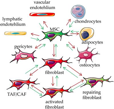 Stroma Cell