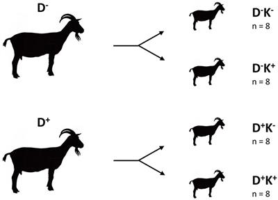 Frontiers | Rumen Biohydrogenation and Microbial Community Changes Upon ...