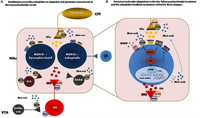 Frontiers | Enkephalin as a Pivotal Player in Neuroadaptations Related ...