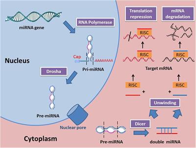 Frontiers | Role of MicroRNA in Proliferation Phase of Wound Healing