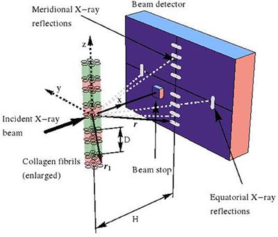 Frontiers | Bone Ultrastructure as Composite of Aligned Mineralized ...