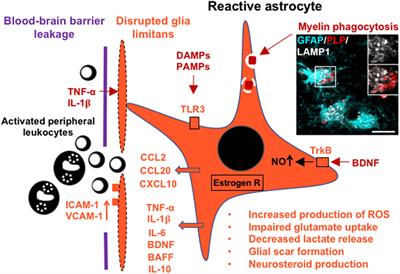 Frontiers | The Role of Astrocytes in Multiple Sclerosis