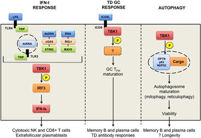 Frontiers | TANK-Binding Kinase 1-Dependent Responses in Health and ...