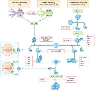 Frontiers | Complement Activation in Inflammatory Skin Diseases