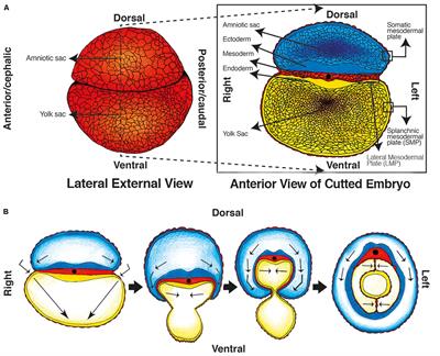 Frontiers | The Peritoneum: Beyond the Tissue – A Review