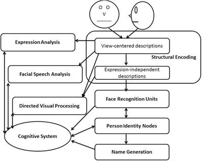 Frontiers | Investigating the Time Course of Part-Based and Holistic ...