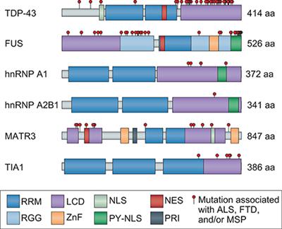 Frontiers | Linking hnRNP Function to ALS and FTD Pathology