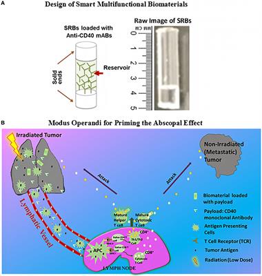 Frontiers | Priming the Abscopal Effect Using Multifunctional Smart ...