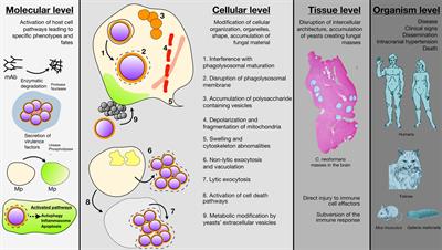 Frontiers | Mechanisms of Cryptococcus neoformans-Mediated Host Damage