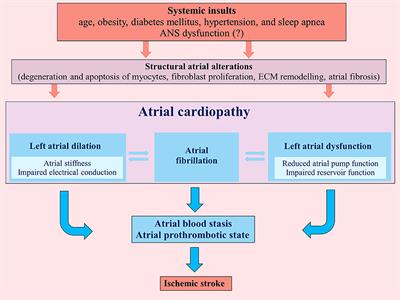 Frontiers | Atrial Cardiopathy and Sympatho-Vagal Imbalance in ...