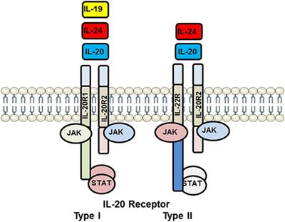 Frontiers | IL-19 and Other IL-20 Family Member Cytokines in Vascular ...