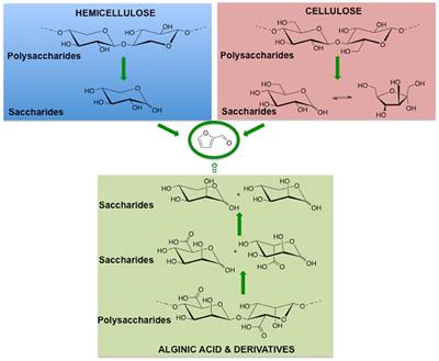 acid catalyzed hydrolysis of sucrose mechanism