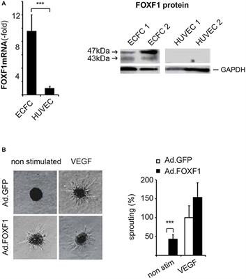 Frontiers | FOXF1 Mediates Endothelial Progenitor Functions and ...