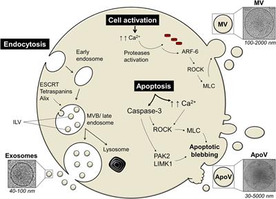 Frontiers | Tumor-Derived Apoptotic Vesicles: With Death They Do Part