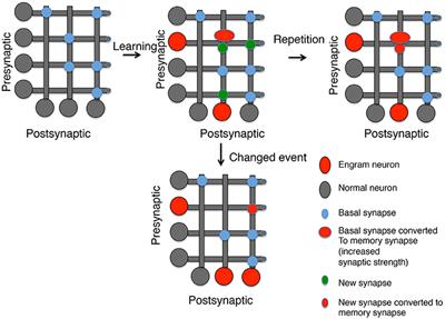 Frontiers | Memory Synapses Are Defined by Distinct Molecular Complexes ...