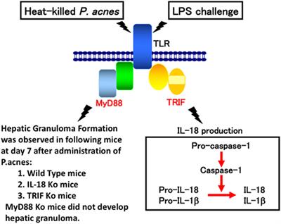 Frontiers | Unique Action of Interleukin-18 on T Cells and Other Immune ...