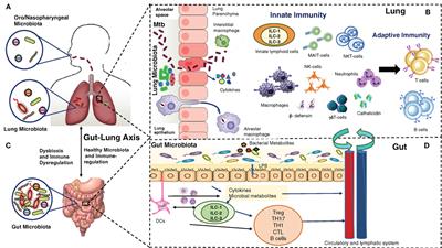 Frontiers | New Players in Immunity to Tuberculosis: The Host ...