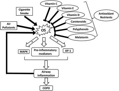Frontiers | Role of ROS and Nutritional Antioxidants in Human Diseases