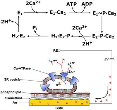 Frontiers | Drug Interactions With the Ca2+-ATPase From Sarco(Endo ...