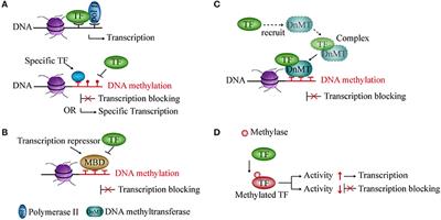 Frontiers | Mechanistic Insights Into the Interaction Between ...