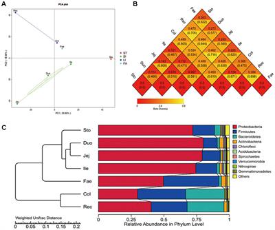 Frontiers | Microbial Biogeography Along the Gastrointestinal Tract of ...