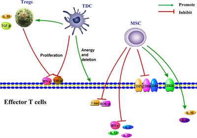 Frontiers | Advance in Targeted Immunotherapy for Graft-Versus-Host Disease