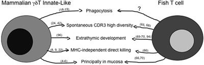 Frontiers | Fish Lymphocytes: An Evolutionary Equivalent of Mammalian ...