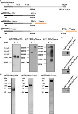 Frontiers | Immunization With Fc-Based Recombinant Epstein–Barr Virus ...
