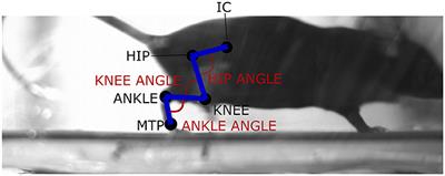 Frontiers | A Dynamic Simulation of Musculoskeletal Function in the ...