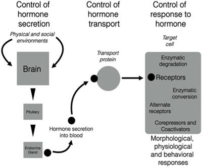 Frontiers | Brain-Derived Steroids, Behavior and Endocrine Conflicts ...