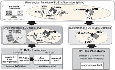 Frontiers | Importance of Functional Loss of FUS in FTLD/ALS