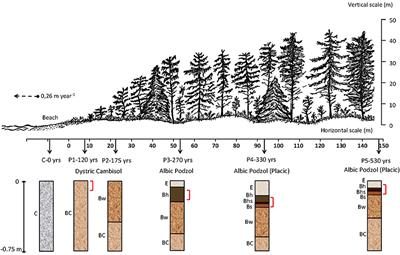 Frontiers | Soil Microbial Populations Shift as Processes Protecting ...