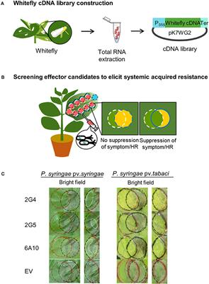 Frontiers | Transient Expression of Whitefly Effectors in Nicotiana ...